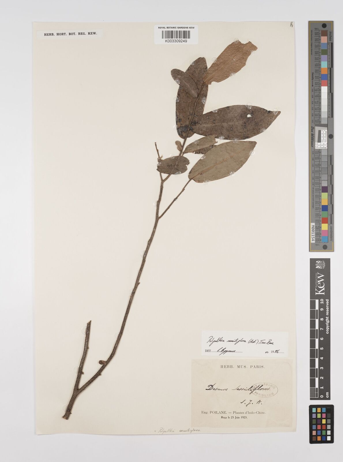 Polyalthia sessiliflora (Ast) Bân | Plants of the World Online | Kew ...