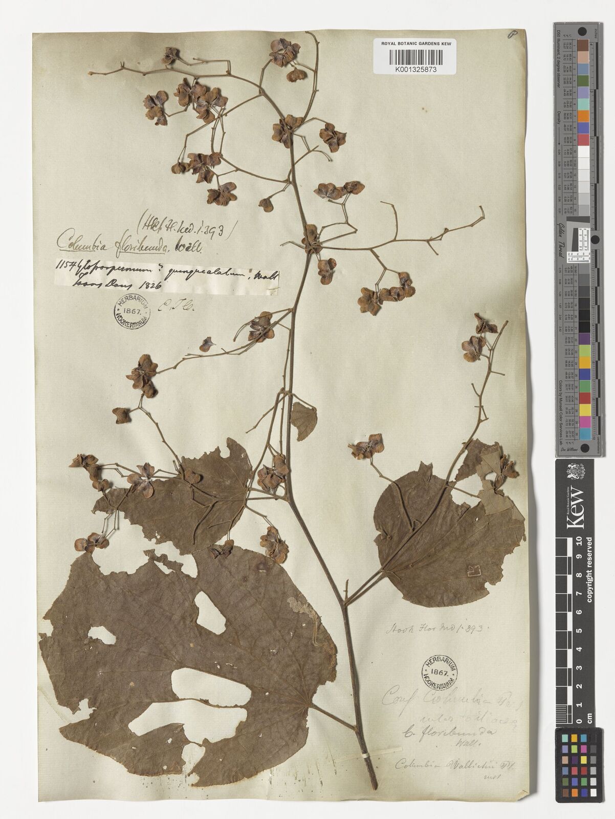 Colona floribunda (Kurz) Craib | Plants of the World Online | Kew Science