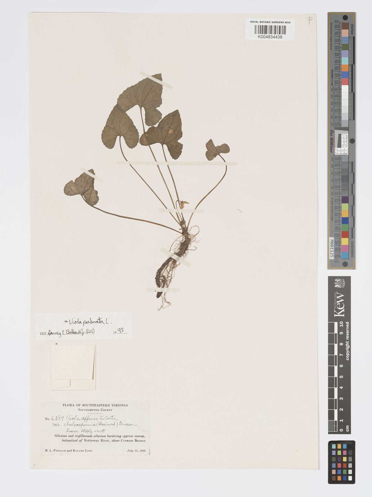 Viola affinis Leconte | Plants of the World Online | Kew Science