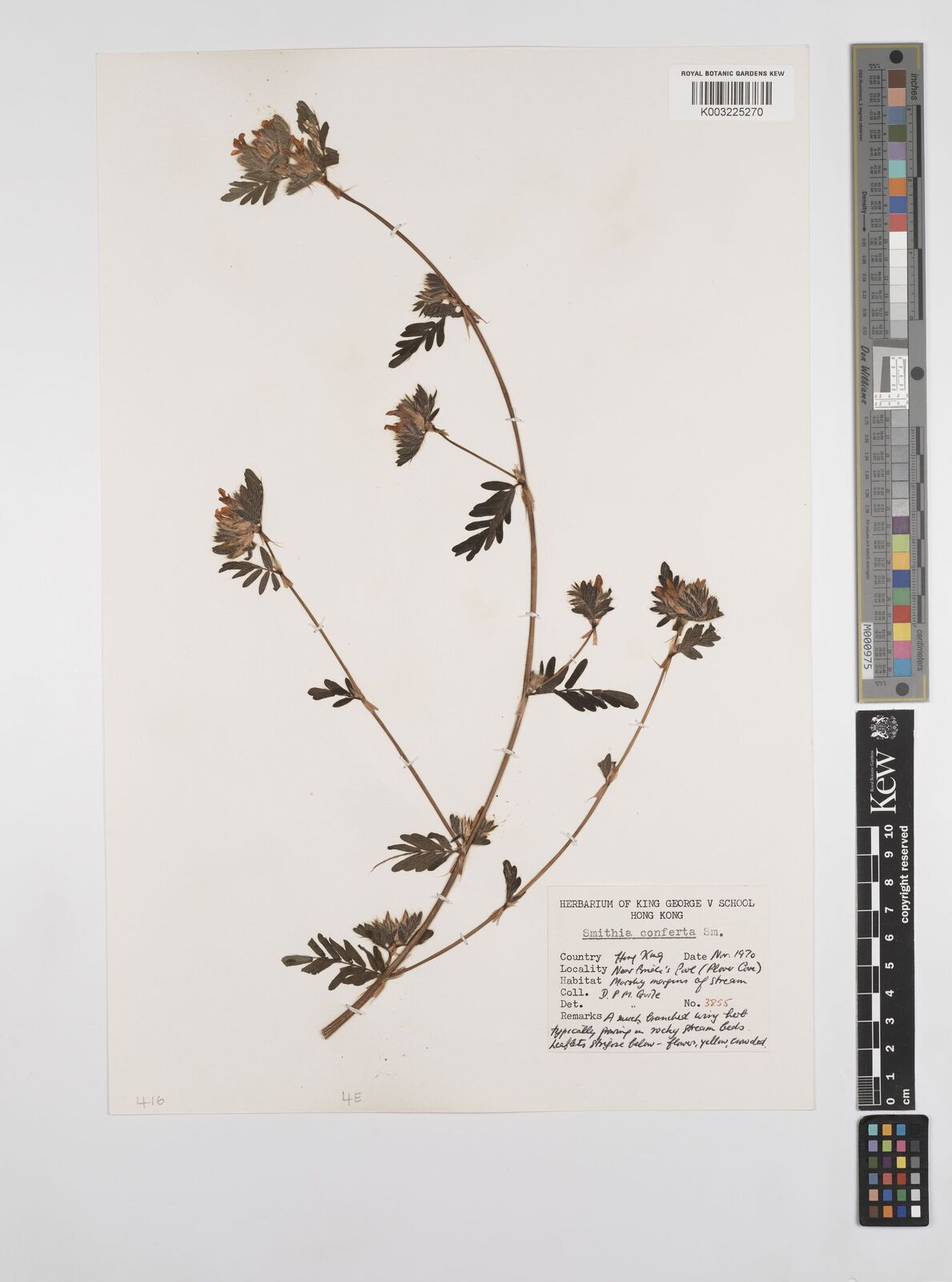 Smithia conferta Sm. | Plants of the World Online | Kew Science