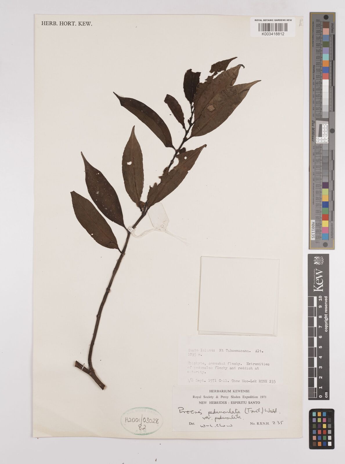 Procris pedunculata var. pedunculata | Plants of the World Online | Kew ...