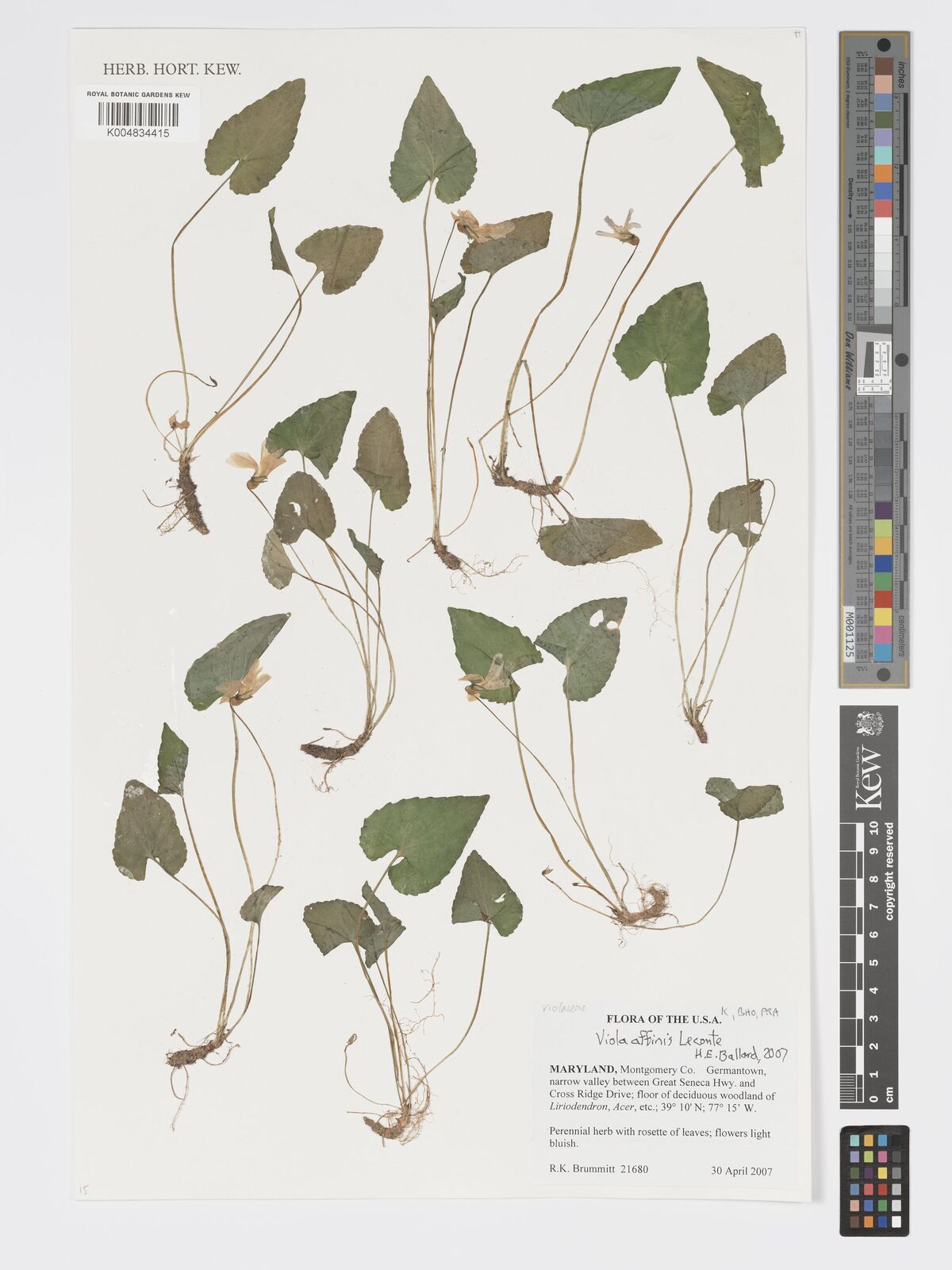 Viola affinis Leconte | Plants of the World Online | Kew Science