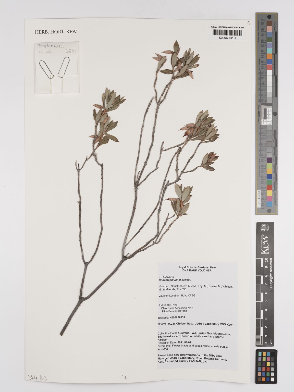 Conostephium preissii Sond. | Plants of the World Online | Kew Science