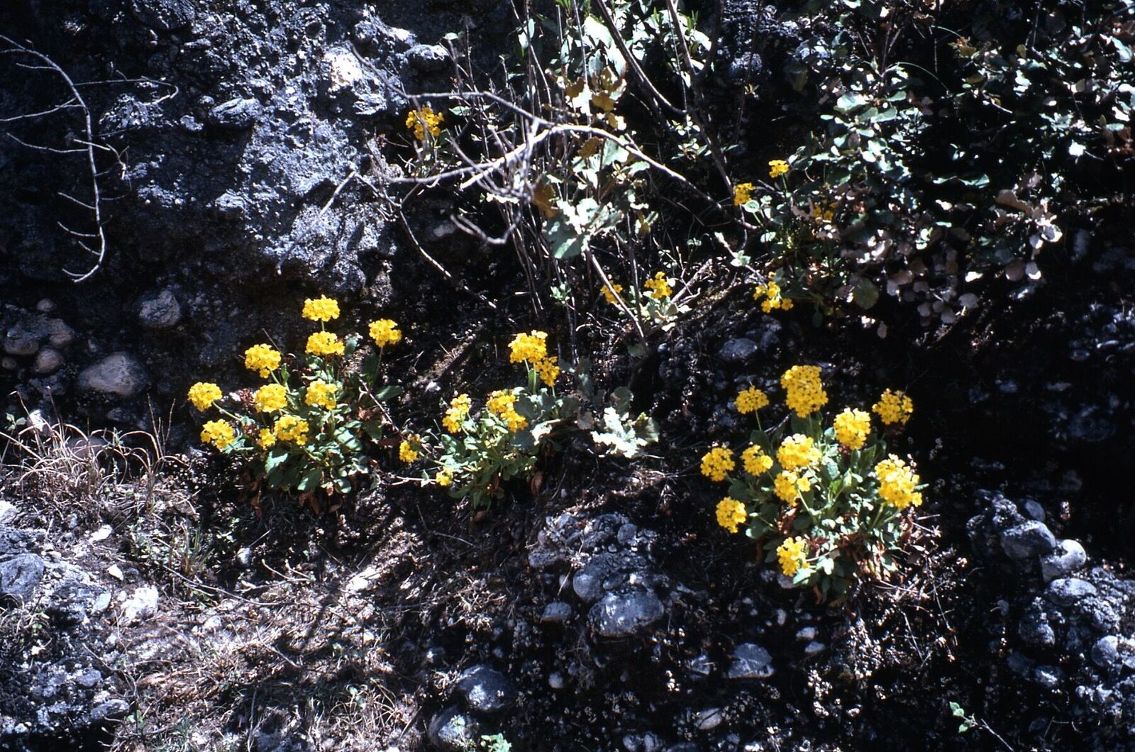 Primula bullata var. forrestii (Balf.f.) P.Eveleigh, J.Nielsen & D.W.H ...