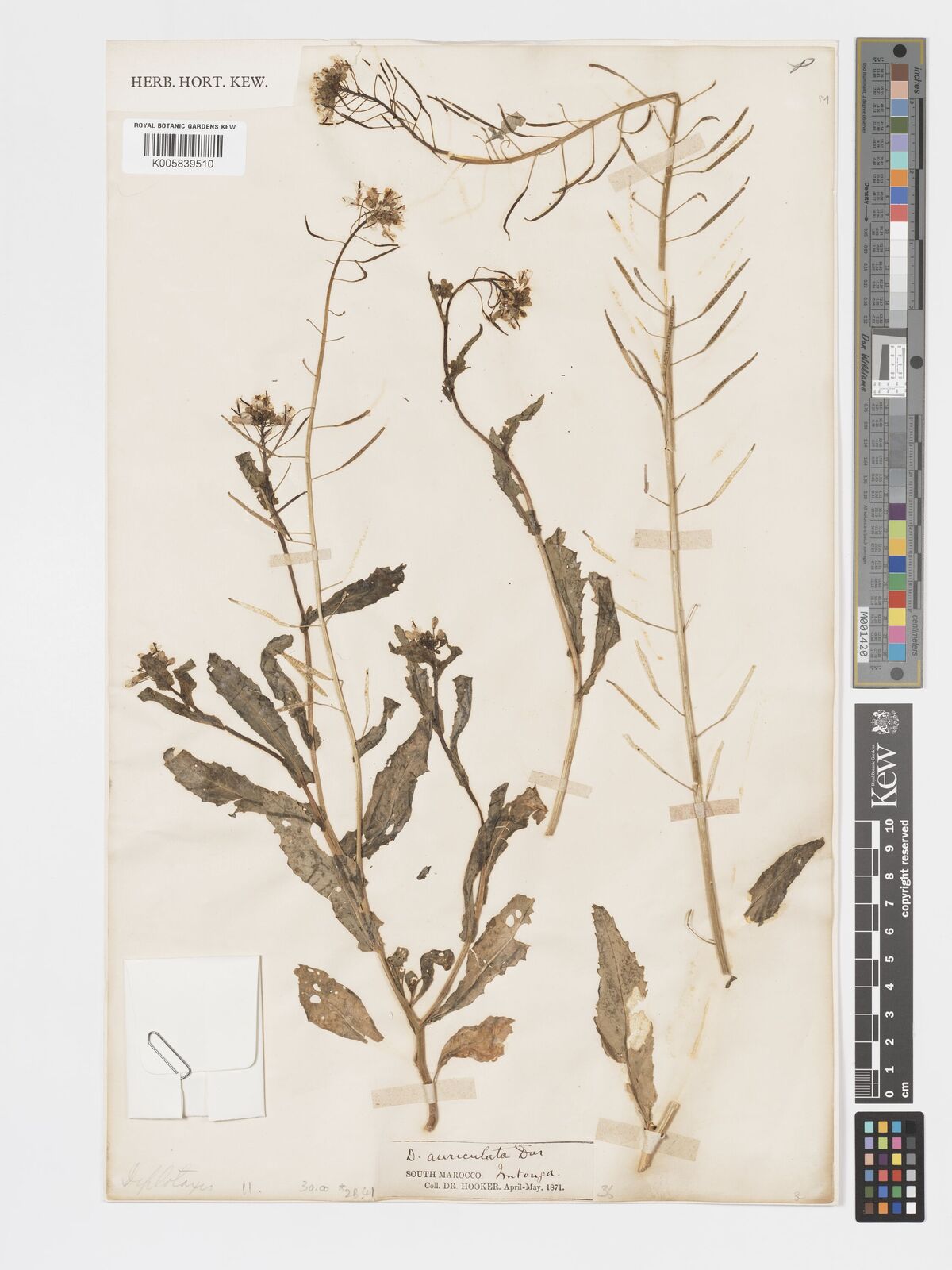 Coincya monensis subsp. monensis | Plants of the World Online | Kew Science