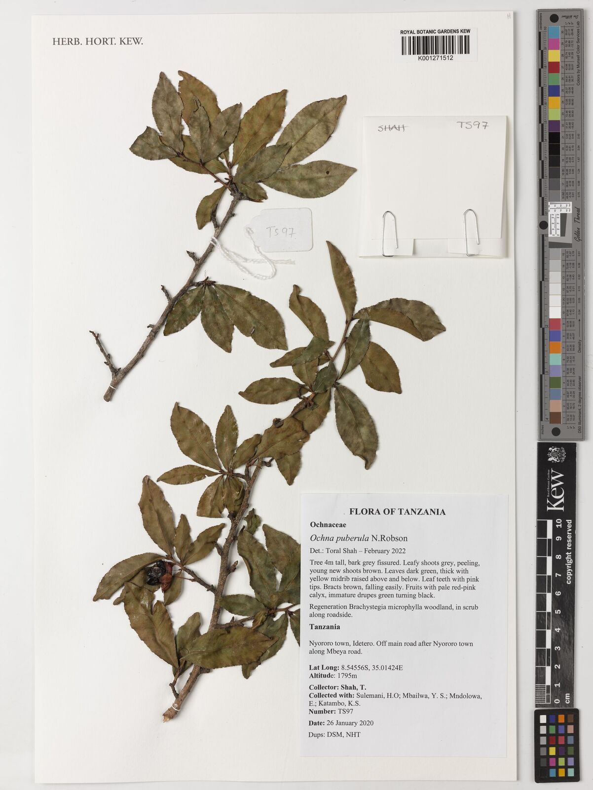 Ochna puberula N.Robson | Plants of the World Online | Kew Science