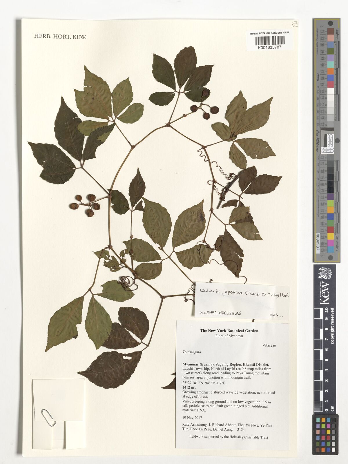 Causonis japonica (Thunb.) Raf. | Plants of the World Online | Kew Science