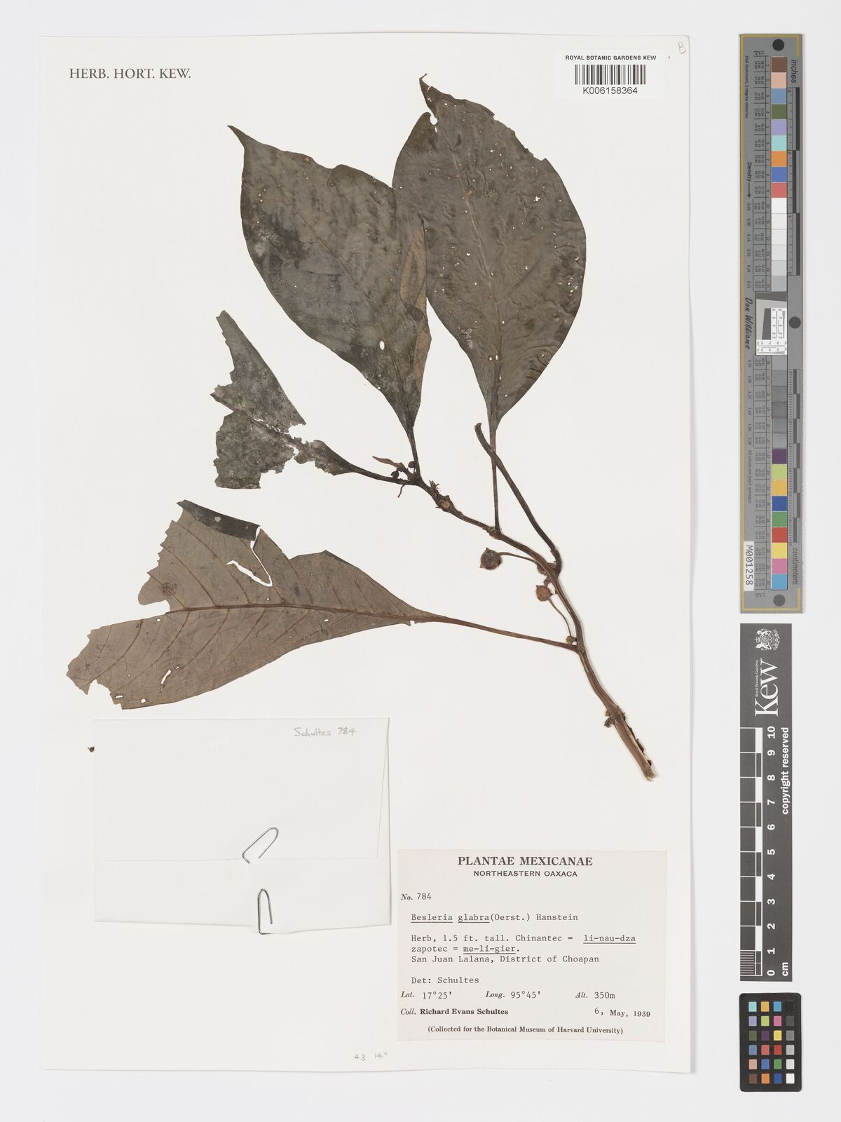 Besleria glabra (Oerst.) Hanst. | Plants of the World Online | Kew Science