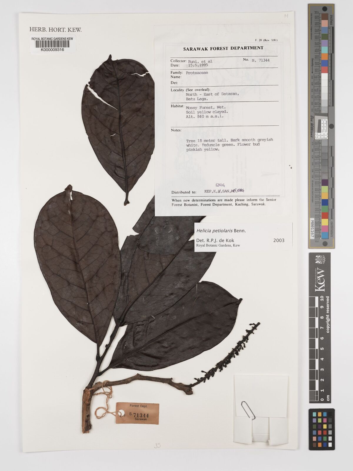 Helicia petiolaris Benn. | Plants of the World Online | Kew Science