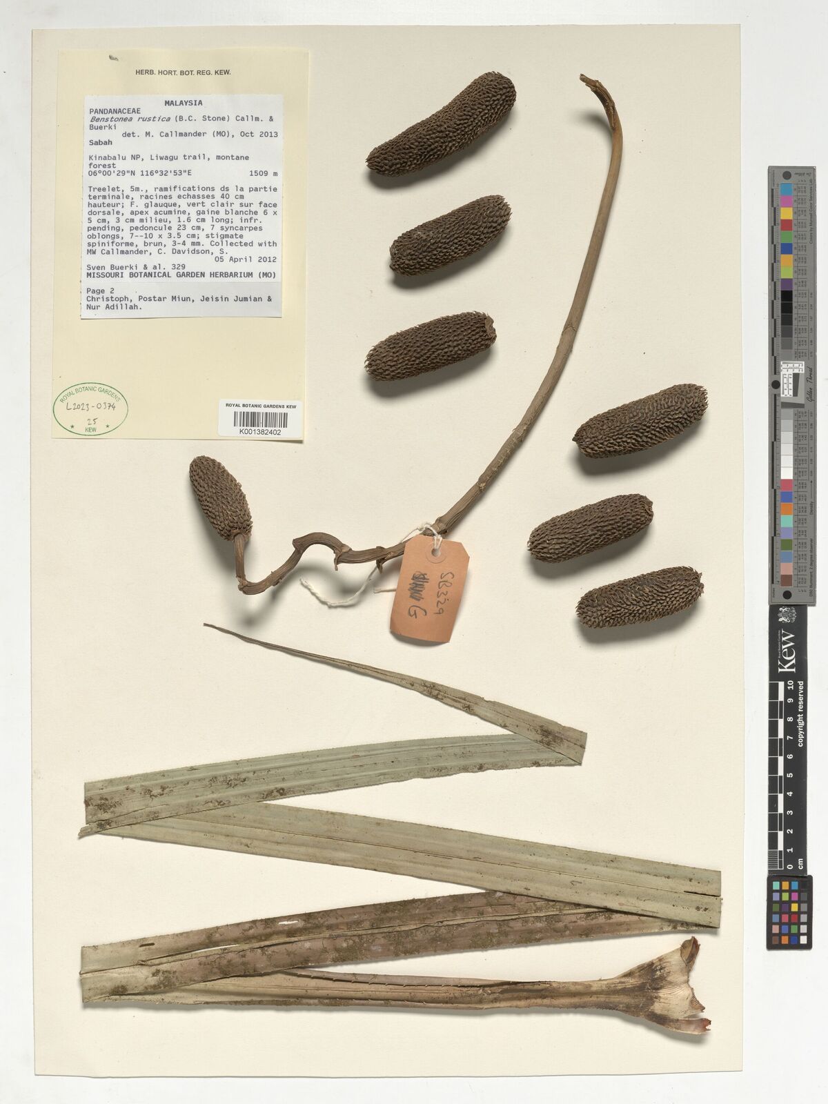 Benstonea rustica (B.C.Stone) Callm. & Buerki | Plants of the World ...