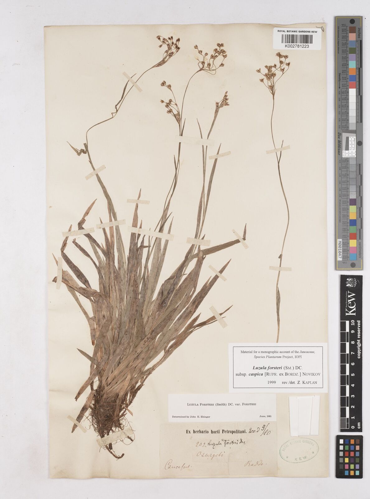 Luzula forsteri subsp. caspica Novikov | Plants of the World Online ...