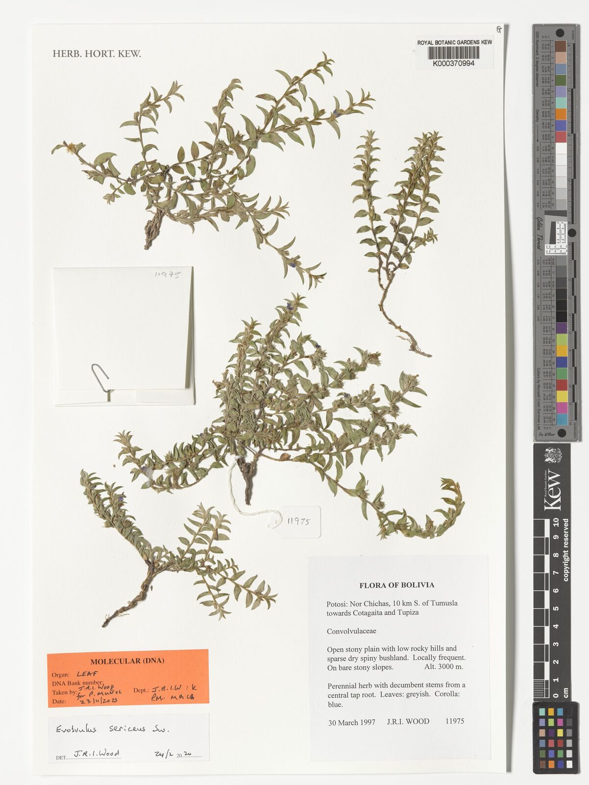 Evolvulus sericeus Sw. | Plants of the World Online | Kew Science