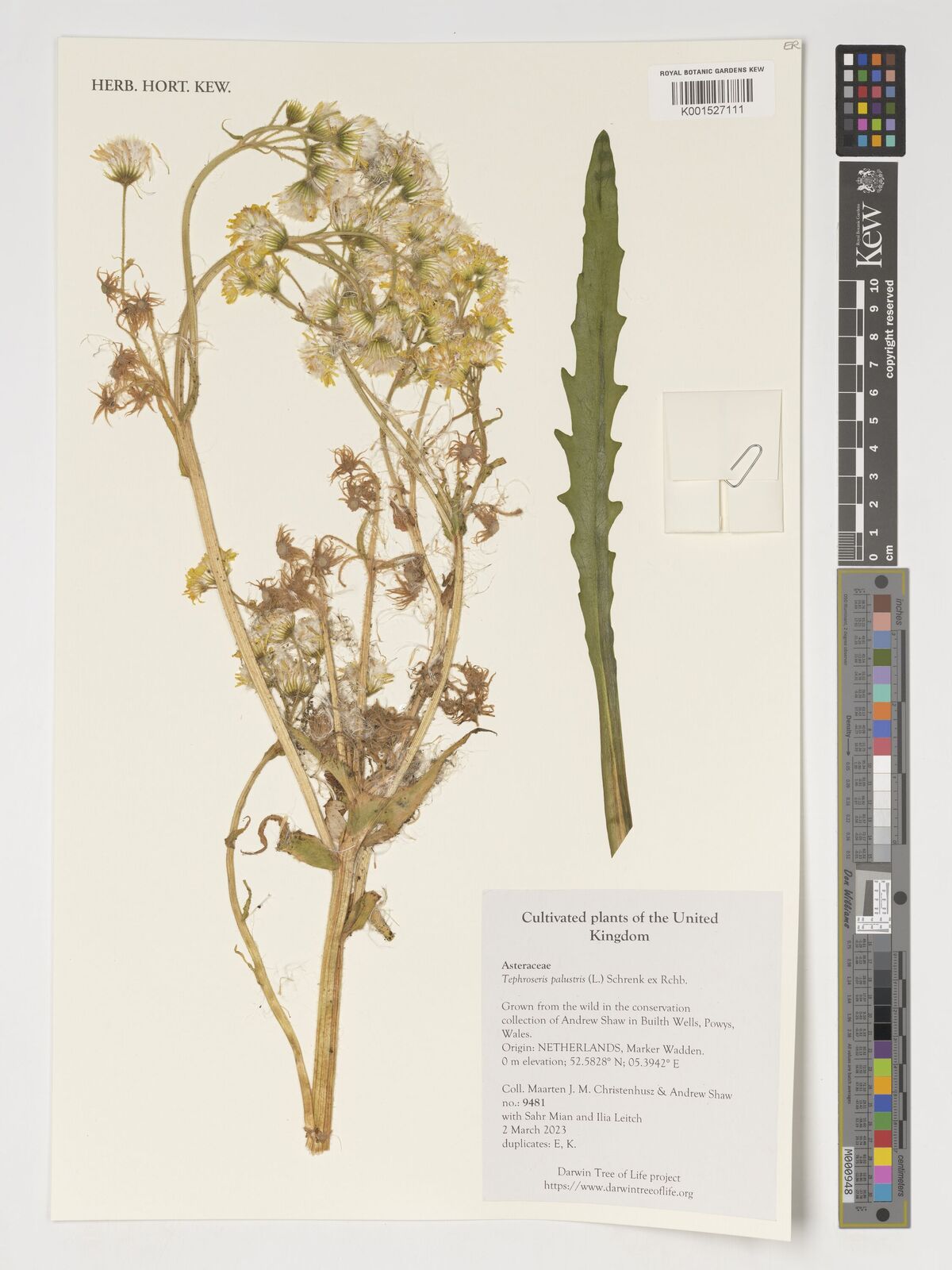 Tephroseris palustris (L.) Schrenk ex Rchb. | Plants of the World ...
