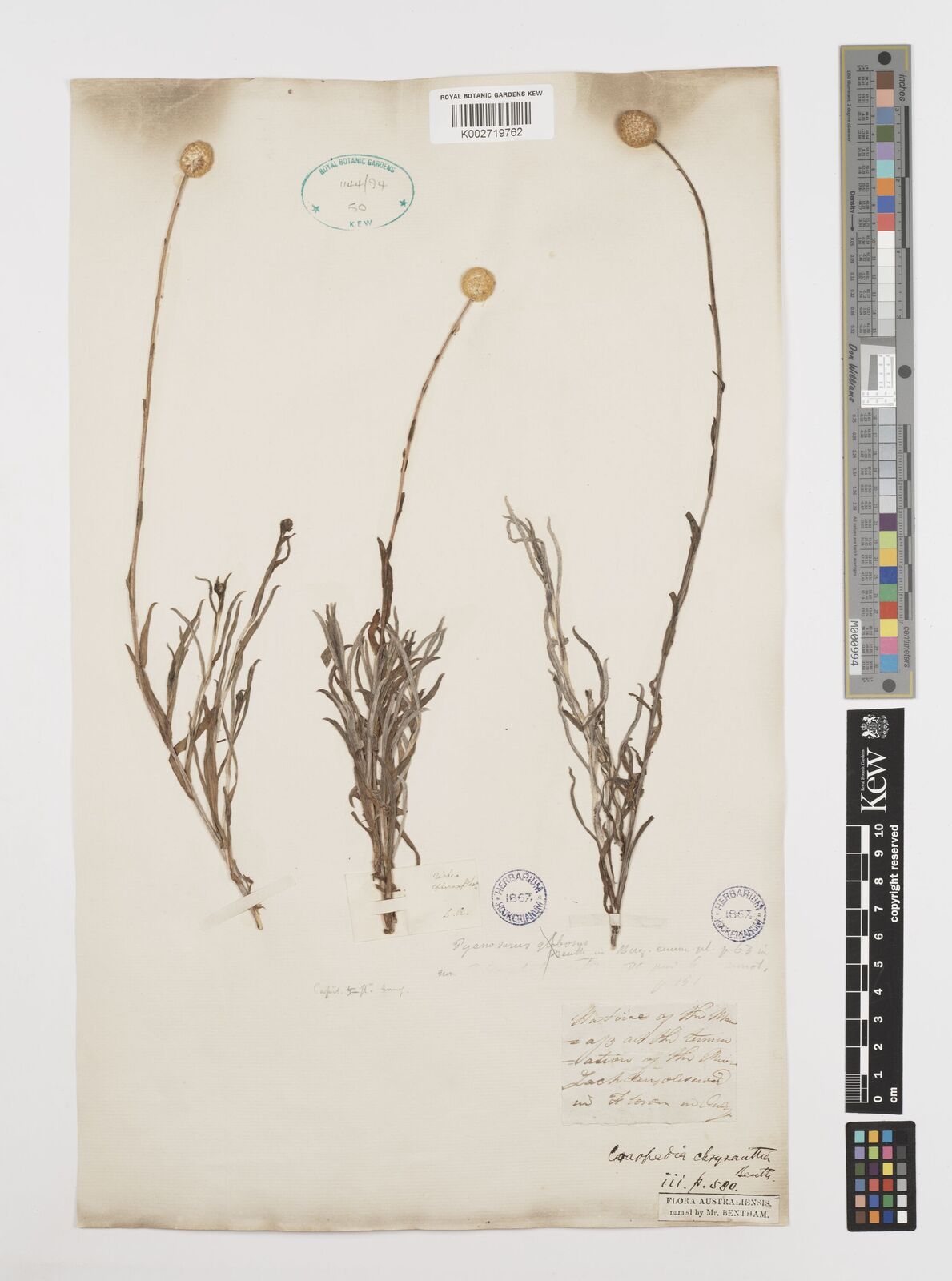 Pycnosorus chrysanthus (Schltdl.) Sond. | Plants of the World Online ...
