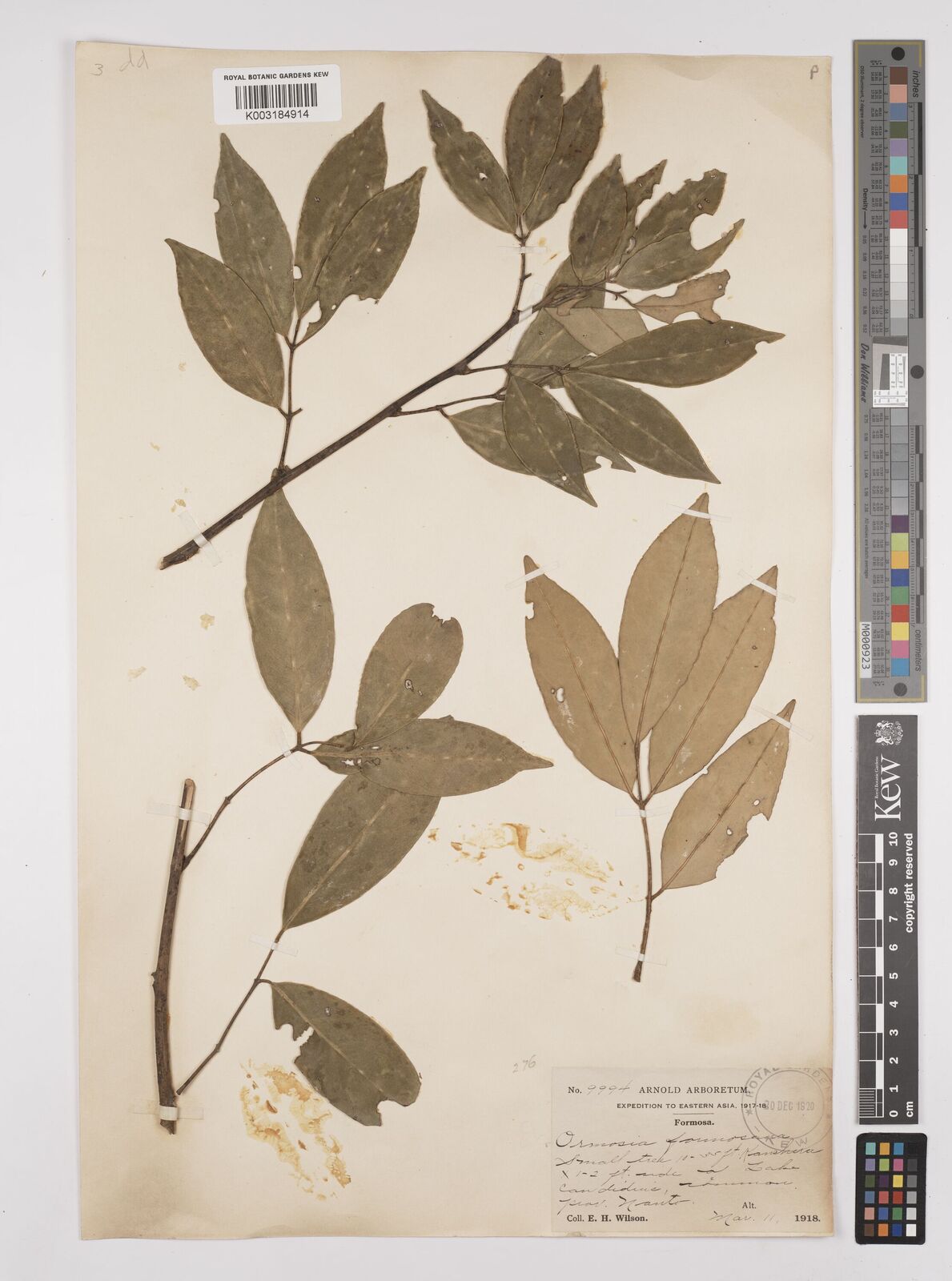 Ormosia formosana Kaneh. | Plants of the World Online | Kew Science