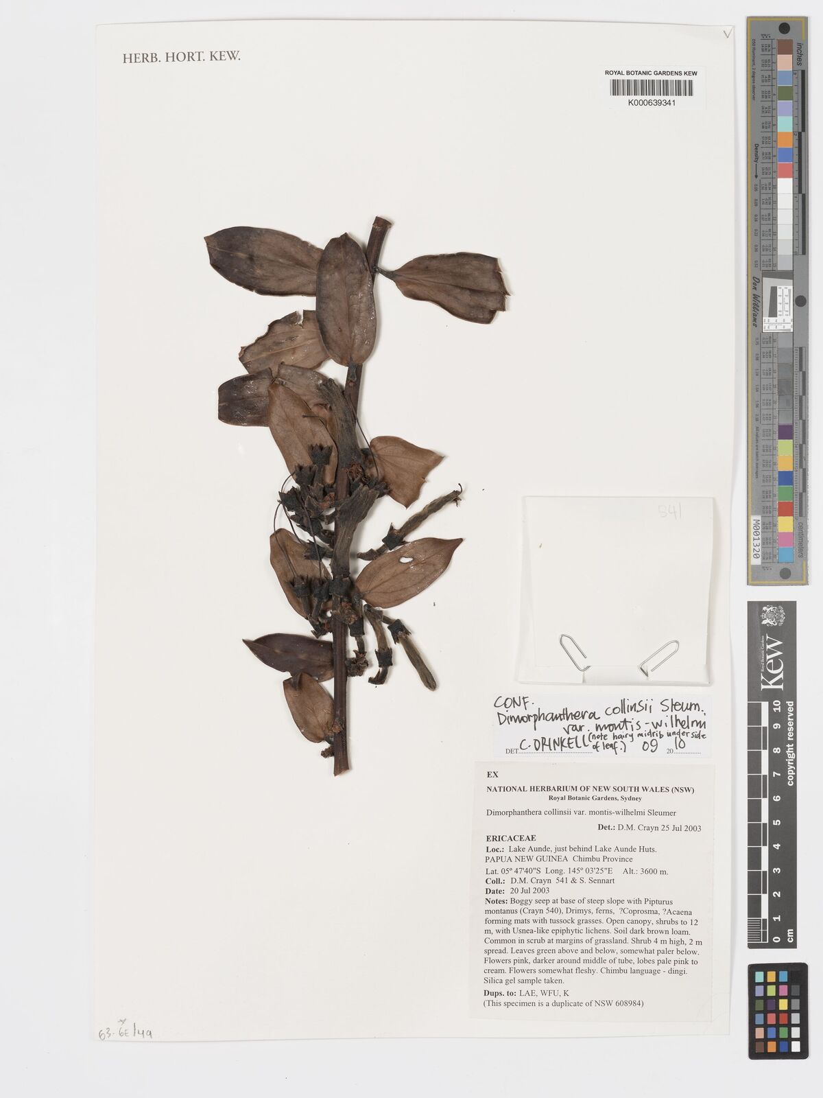 Dimorphanthera collinsii Sleumer | Plants of the World Online | Kew Science