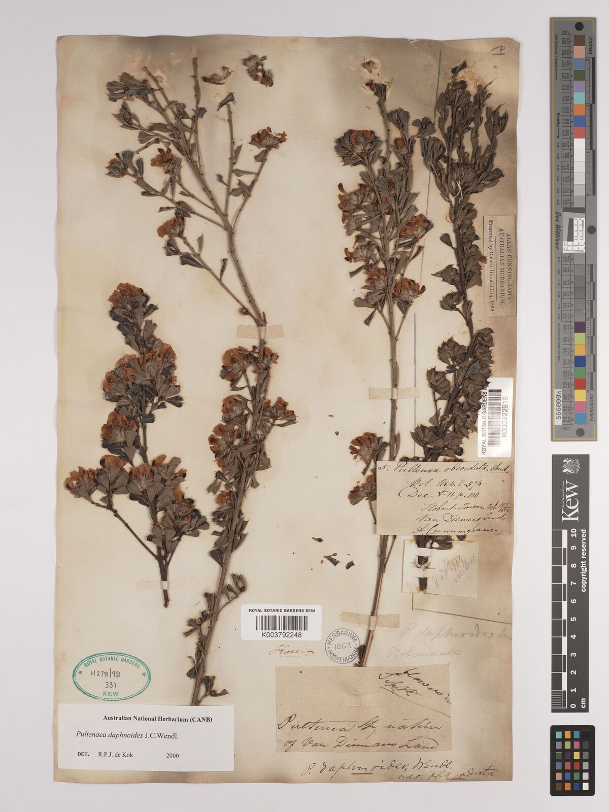 Pultenaea daphnoides J.C.Wendl. | Plants of the World Online | Kew Science