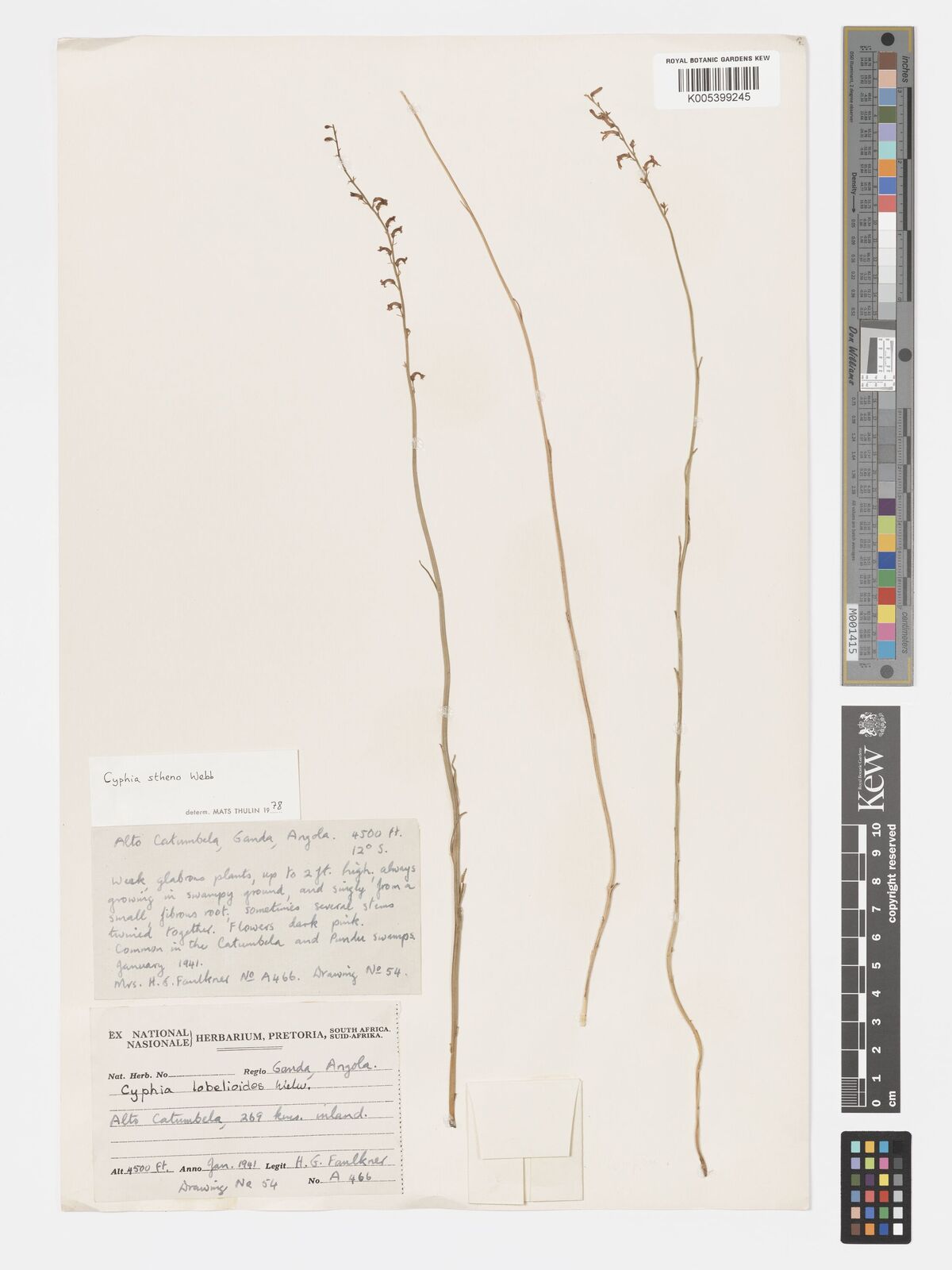 Cyphia stheno Webb | Plants of the World Online | Kew Science