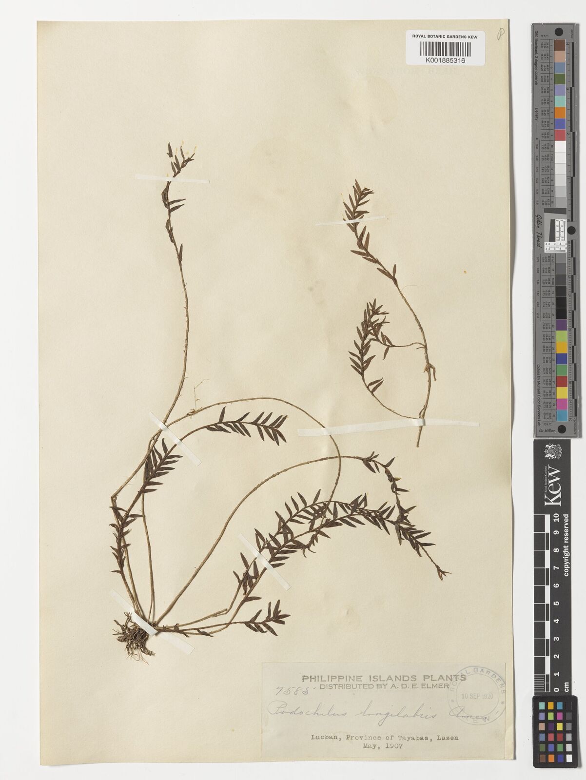 Podochilus longilabris Ames | Plants of the World Online | Kew Science