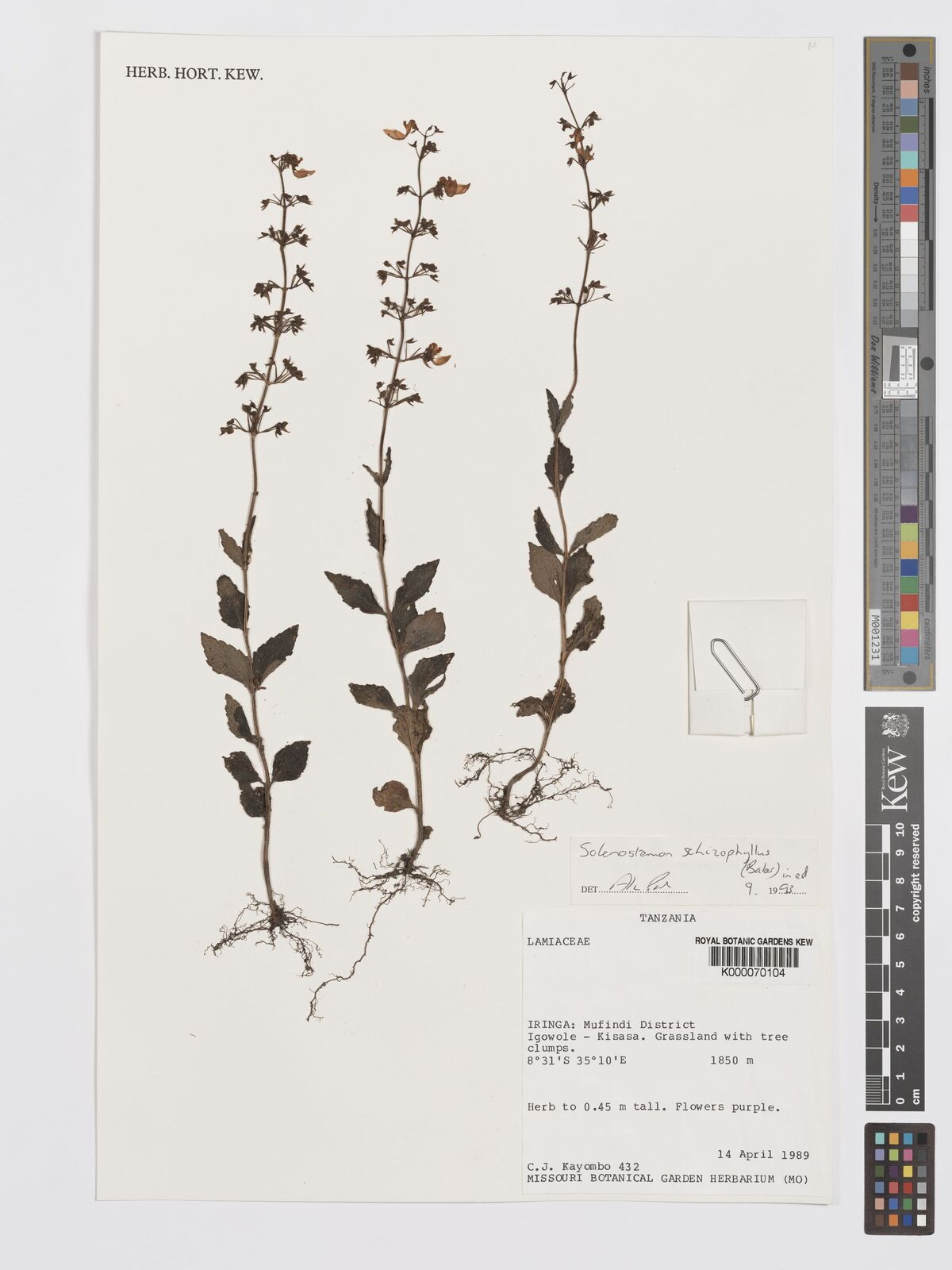 Coleus sigmoideus (A.J.Paton) A.J.Paton | Plants of the World Online ...