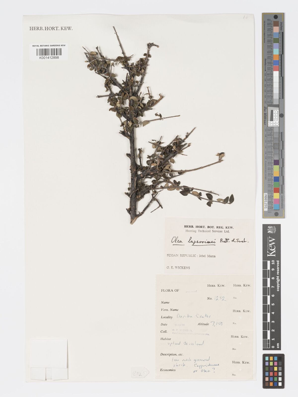 Olea europaea subsp. laperrinei (Batt. & Trab.) Cif. | Plants of the ...