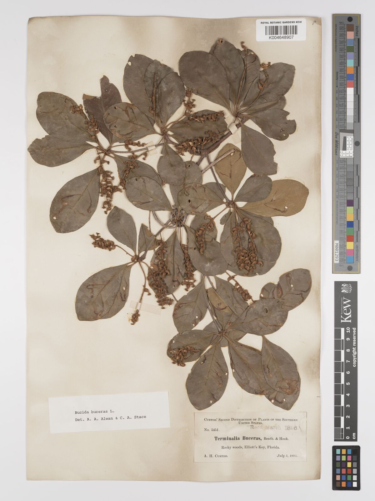 Terminalia buceras (L.) C.Wright | Plants of the World Online | Kew Science