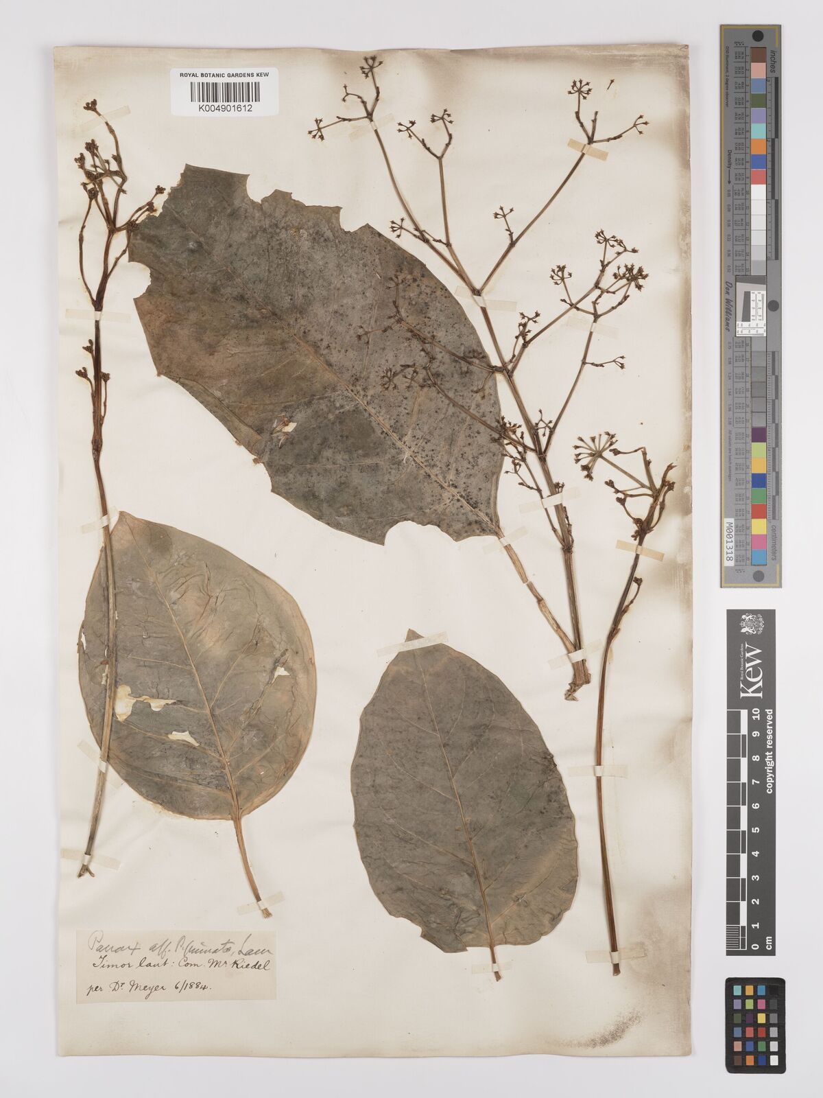 Polyscias pinnata J.R.Forst. & G.Forst. | Plants of the World Online ...