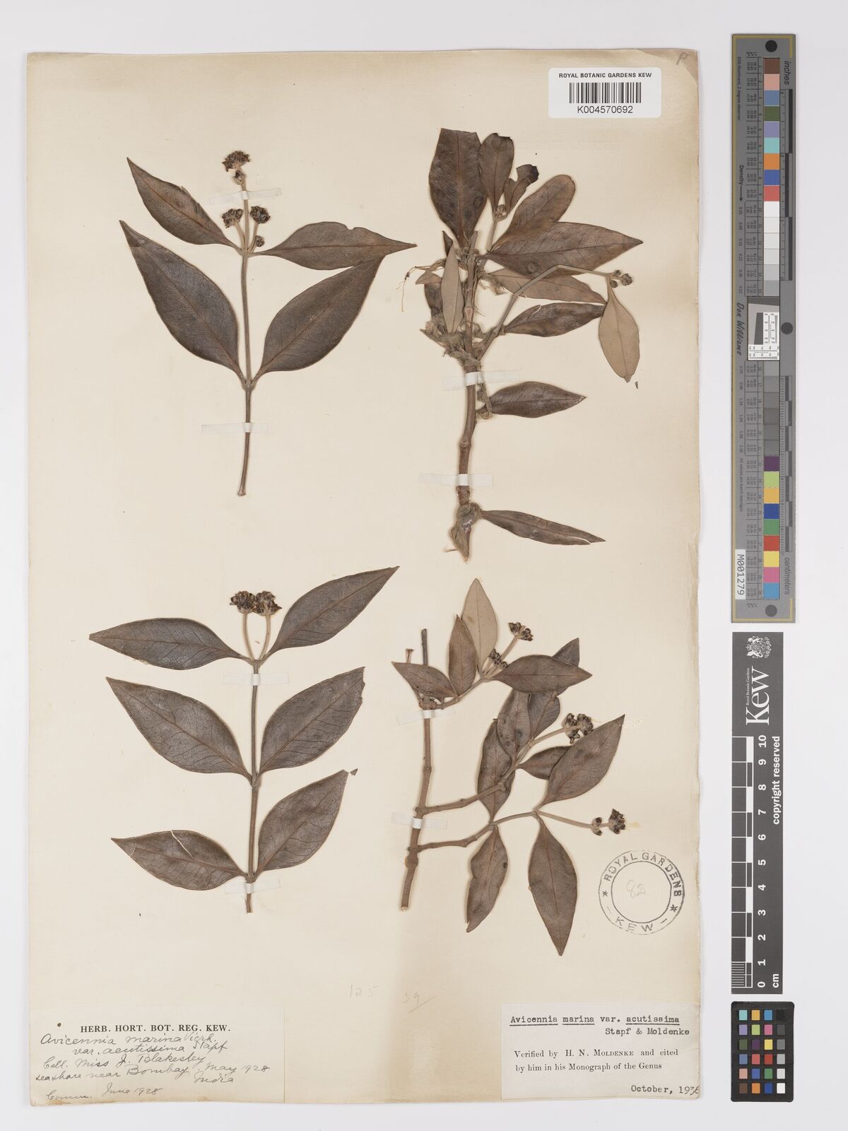 Avicennia marina subsp. marina | Plants of the World Online | Kew Science