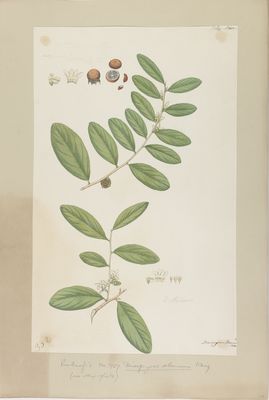 Diospyros ebenum J.Koenig | Plants of the World Online | Kew Science