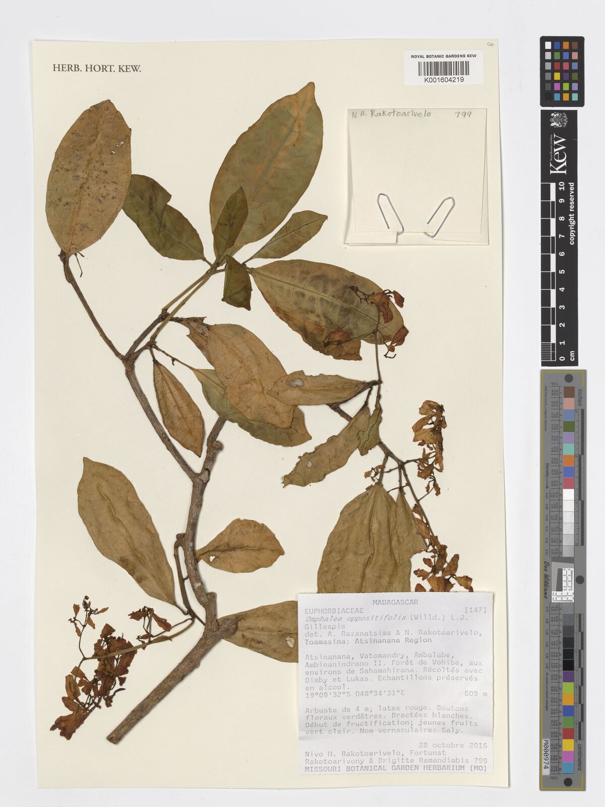 Omphalea L. | Colombian Plants made accessible