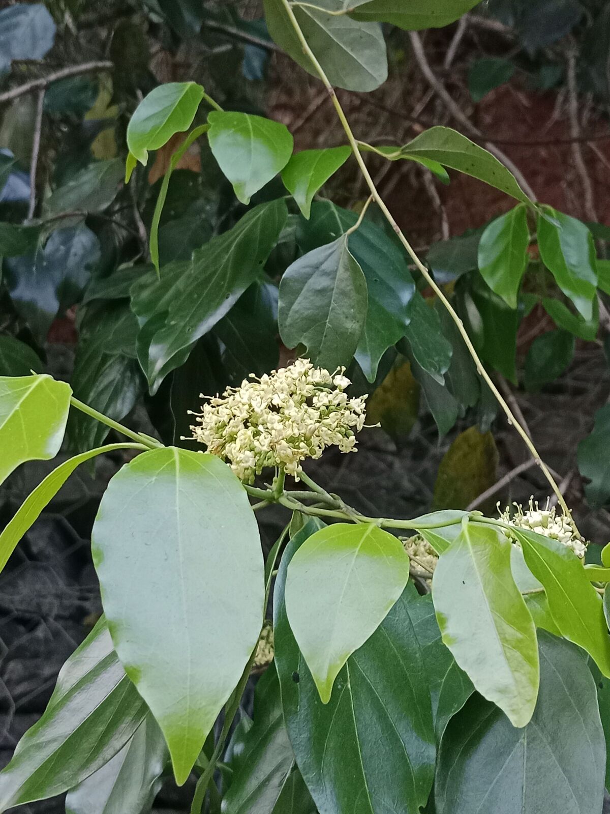 Psydrax Gaertn. | Plants of the World Online | Kew Science