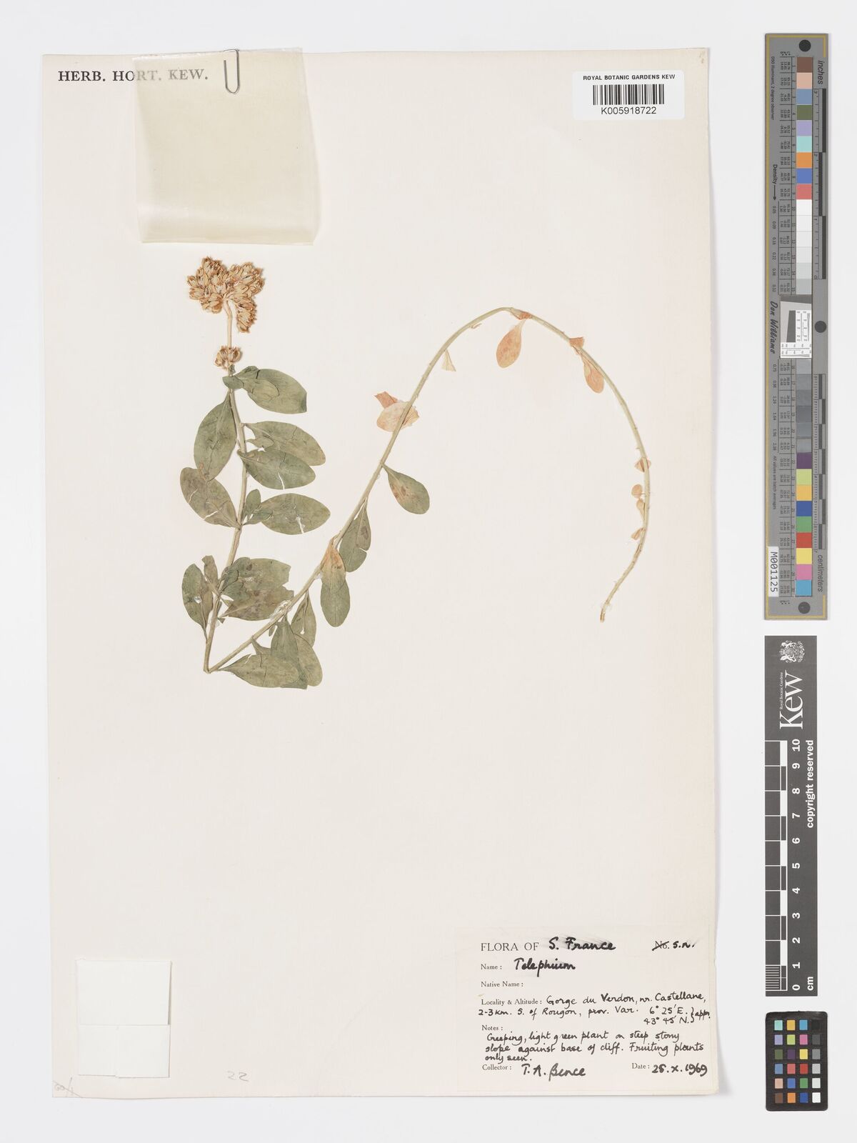 Telephium imperati L. | Plants of the World Online | Kew Science