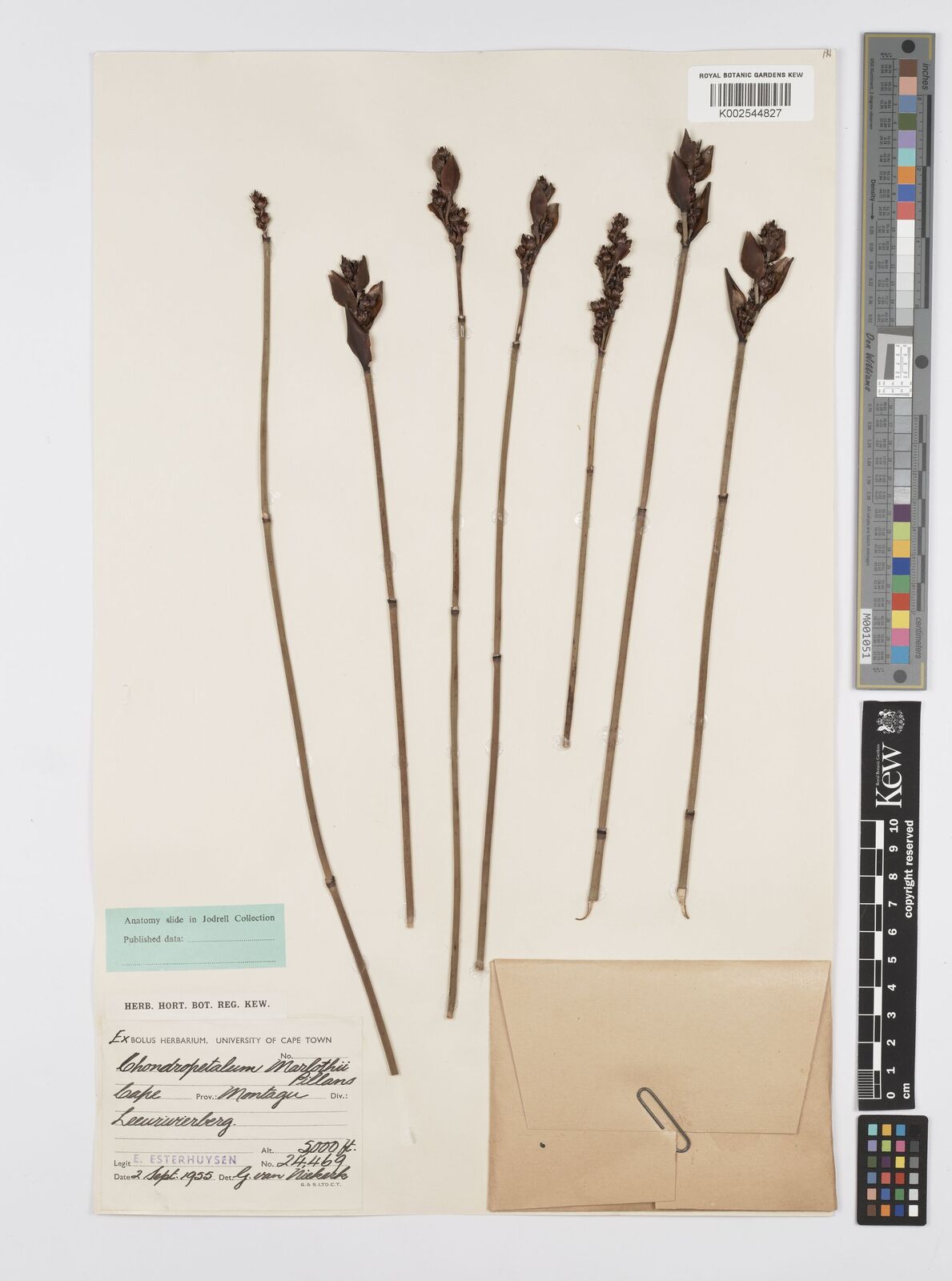 Elegia marlothii (Pillans) Moline & H.P.Linder | Plants of the World ...