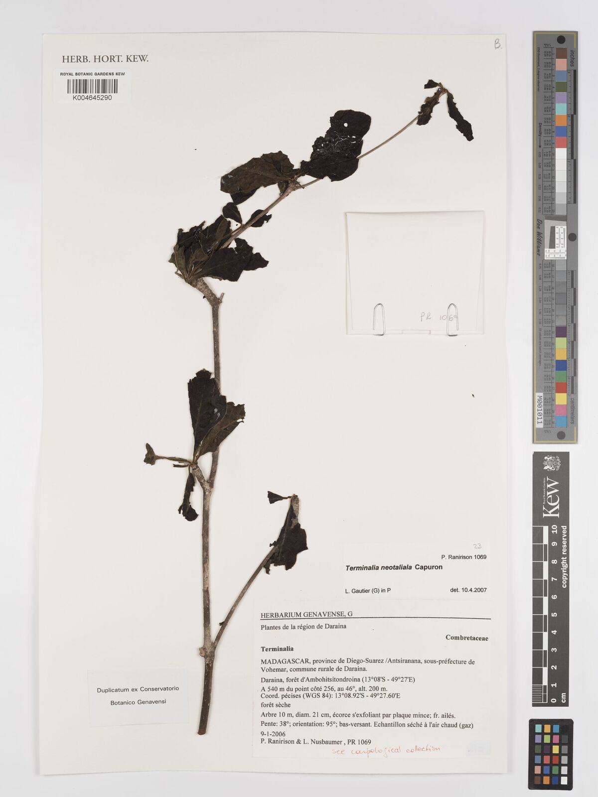 Terminalia neotaliala Capuron | Plants of the World Online | Kew Science