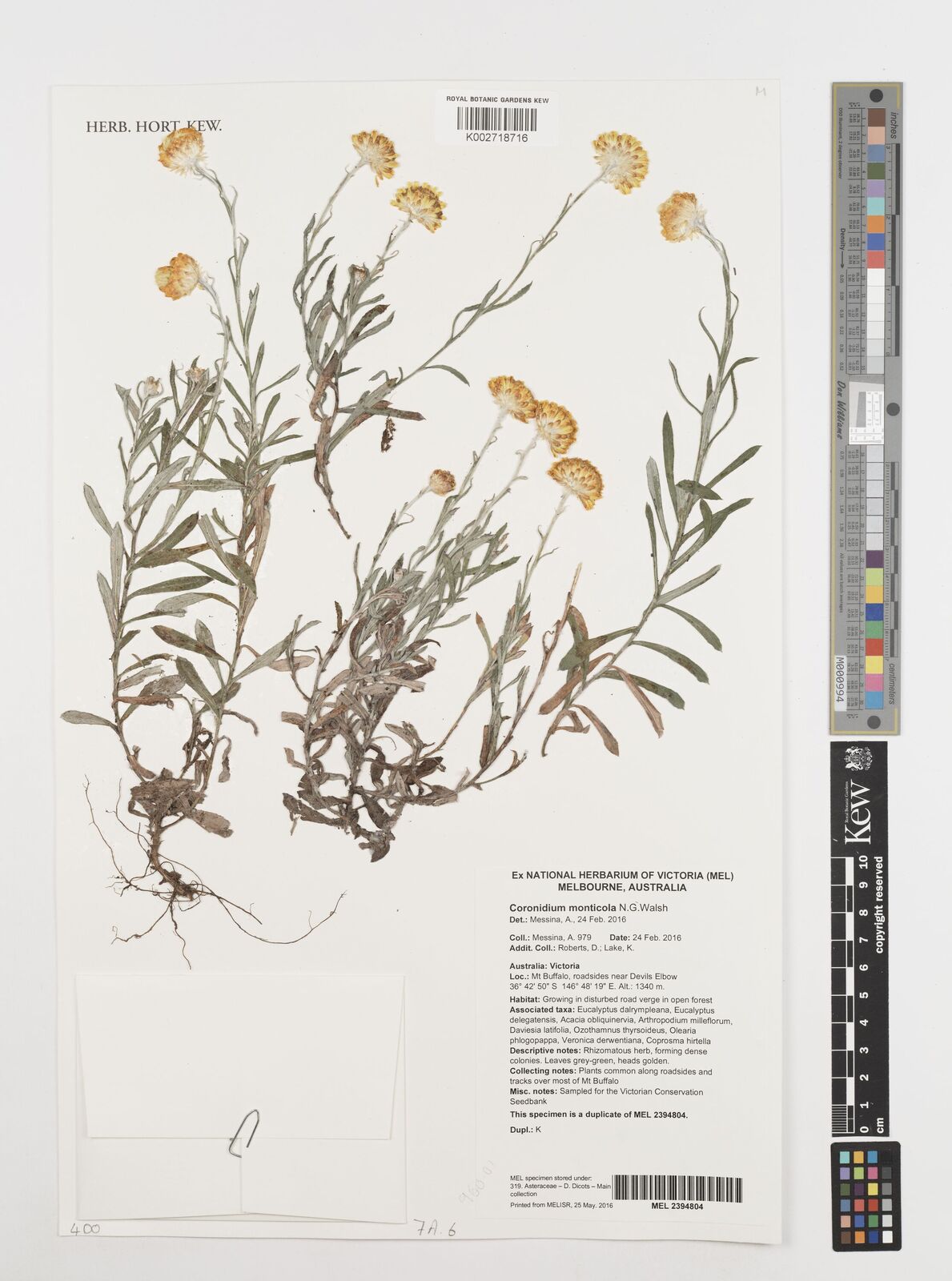 Coronidium monticola N.G.Walsh | Plants of the World Online | Kew Science