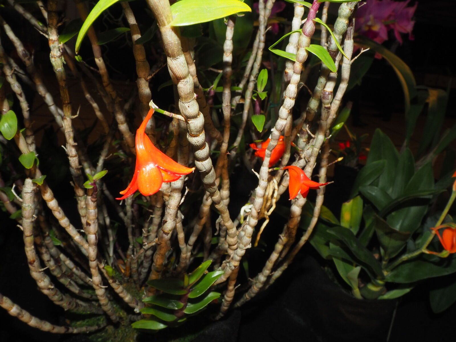 Dendrobium jacobsonii J.J.Sm. | Plants of the World Online | Kew Science