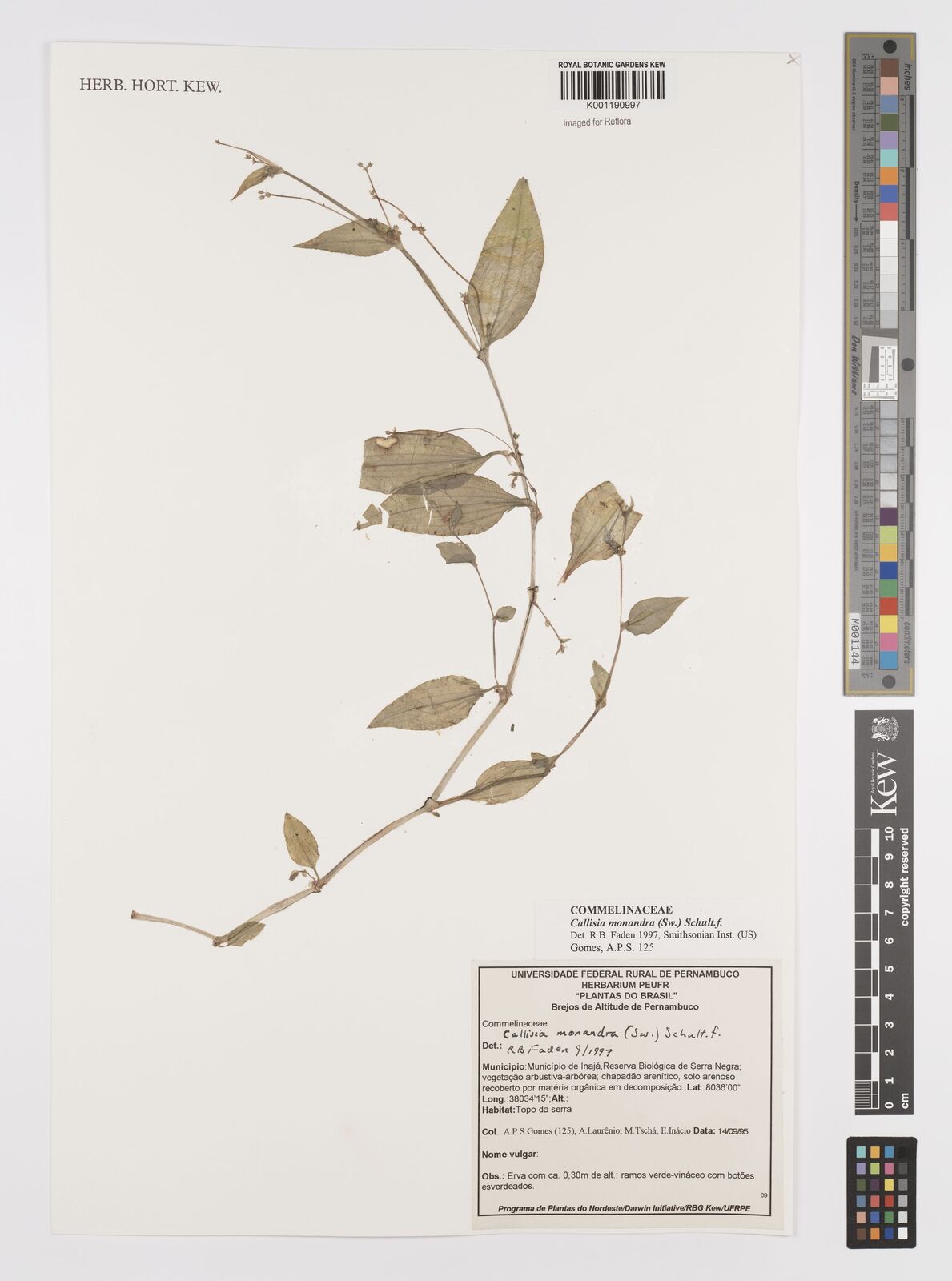 Callisia monandra (Sw.) Schult. & Schult.f. | Plants of the World ...