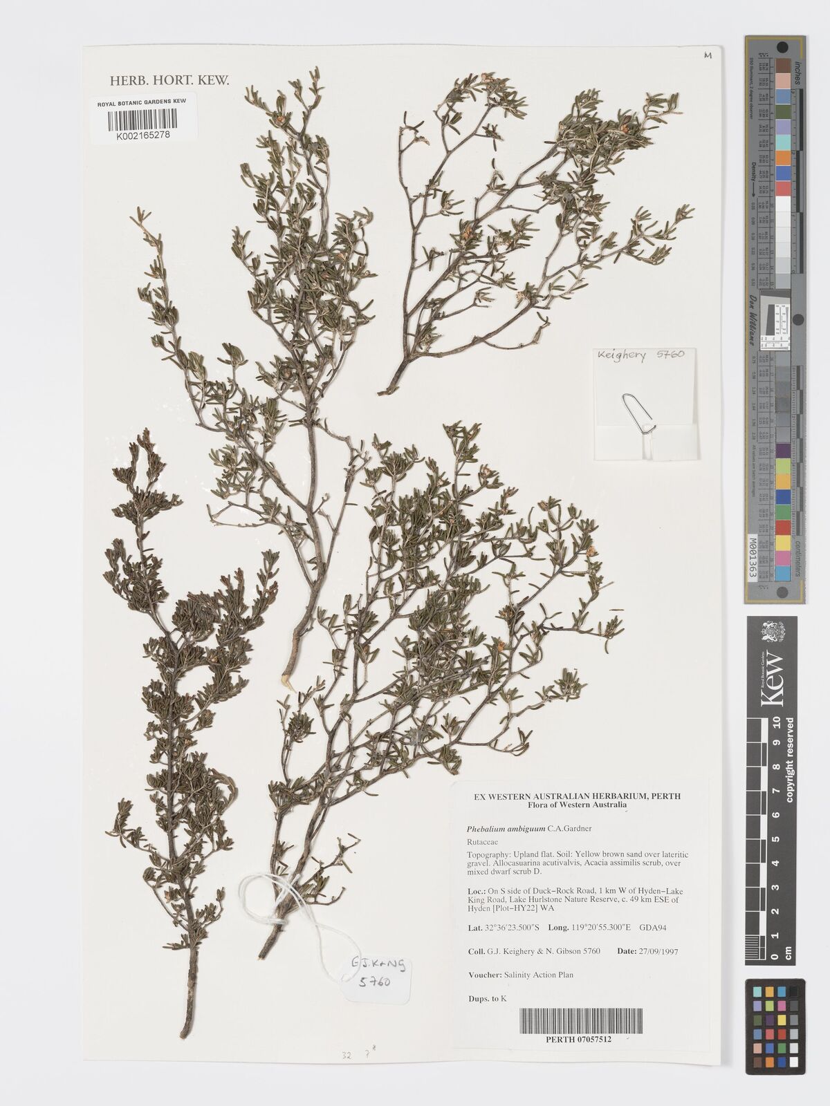 Phebalium ambiguum C.A.Gardner | Plants of the World Online | Kew Science