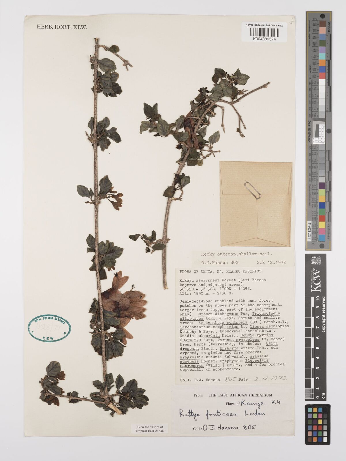 Ruttya fruticosa Lindau | Plants of the World Online | Kew Science