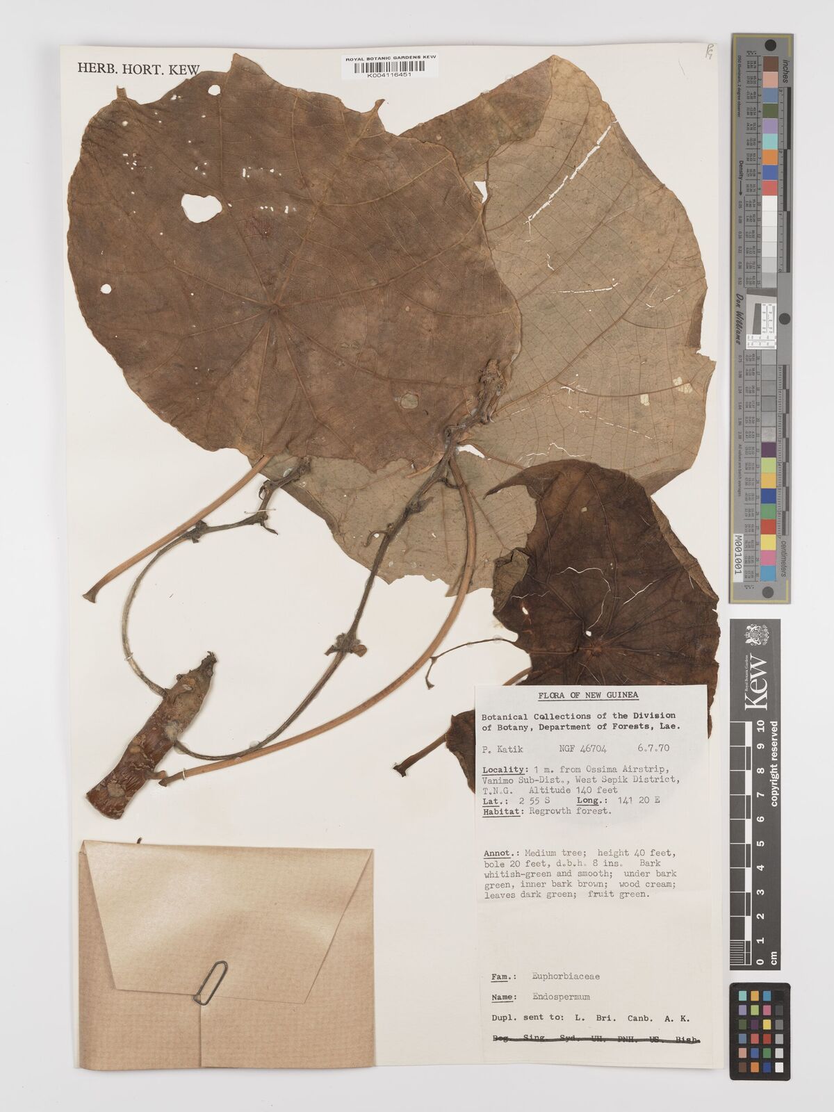 Endospermum moluccanum (Teijsm. & Binn.) Kurz | Plants of the World ...