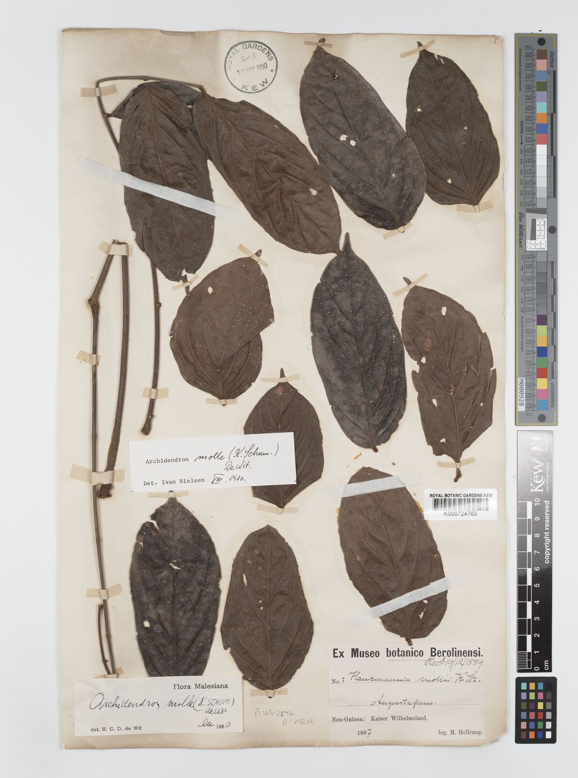 Archidendron molle (K.Schum.) de Wit | Plants of the World Online | Kew ...