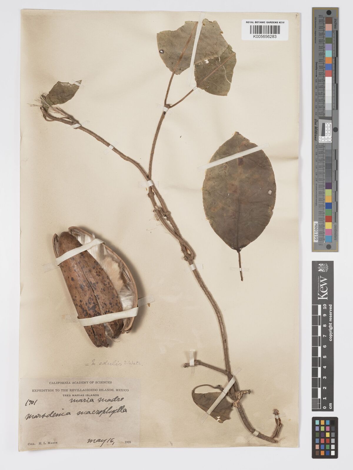 Ruehssia macrophylla (Humb. & Bonpl. ex Schult.) H.Karst. | Colombian ...