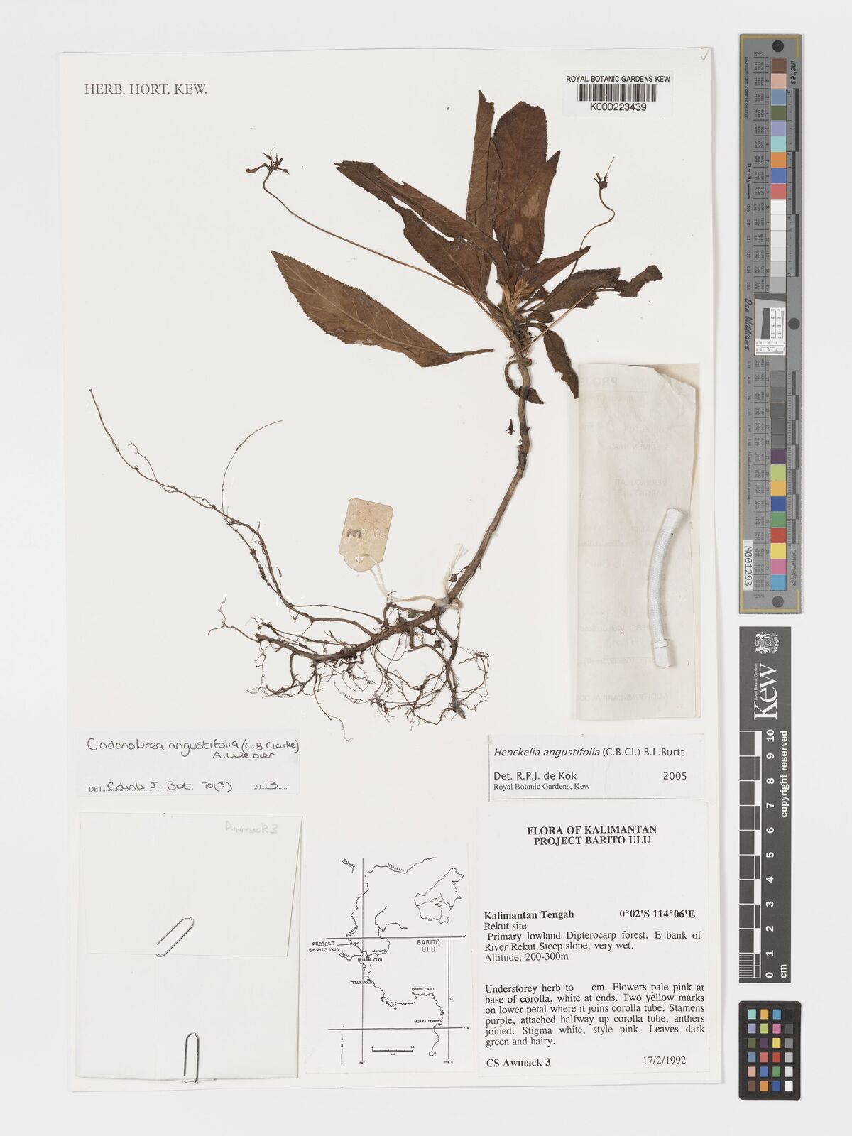 Codonoboea angustifolia (C.B.Clarke) A.Weber | Plants of the World ...