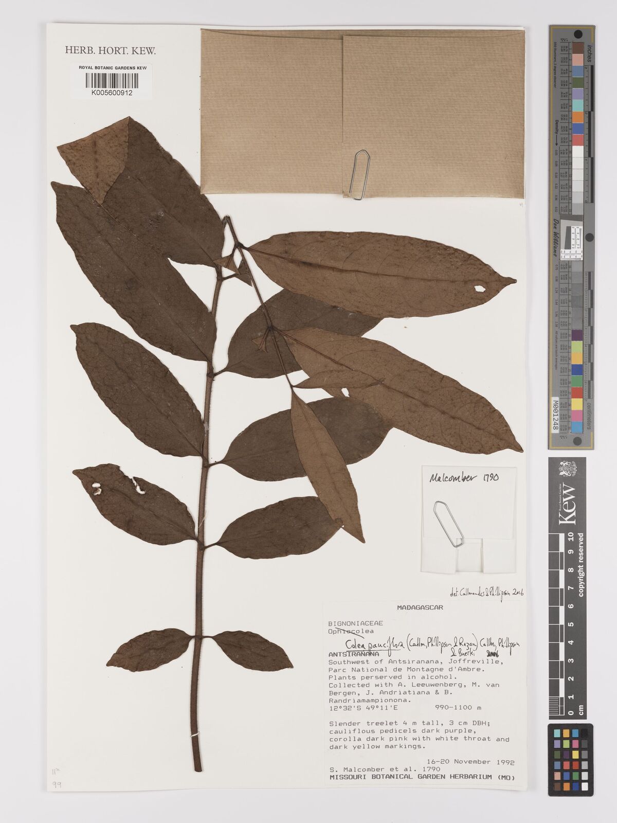 Colea Bojer ex Meisn. | Plants of the World Online | Kew Science