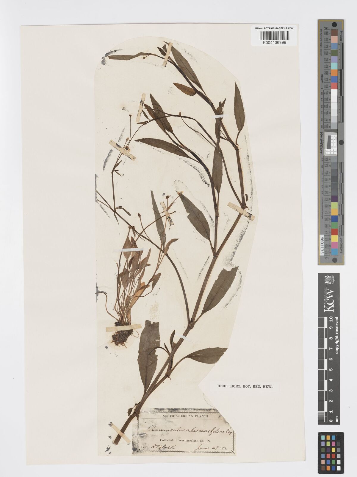 Ranunculus alismifolius Geyer ex Benth. | Plants of the World Online ...