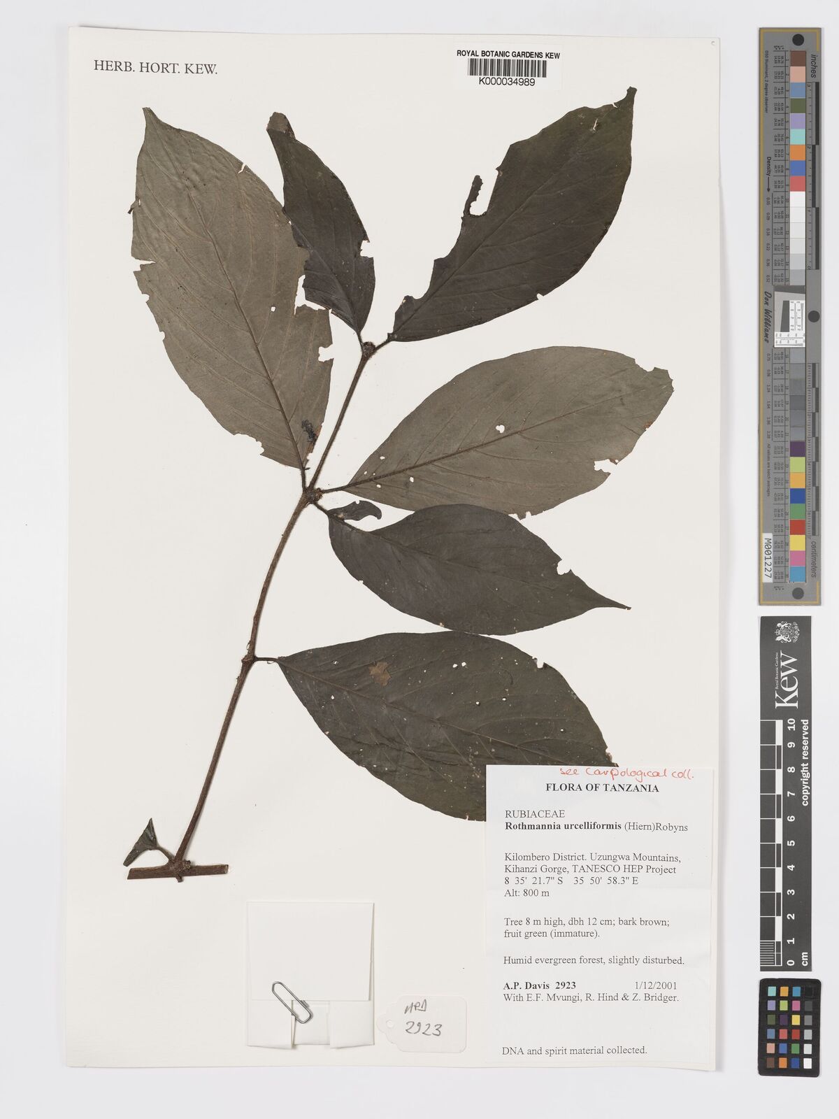 Rothmannia urcelliformis (Hiern) Bullock ex Robyns | Plants of the ...