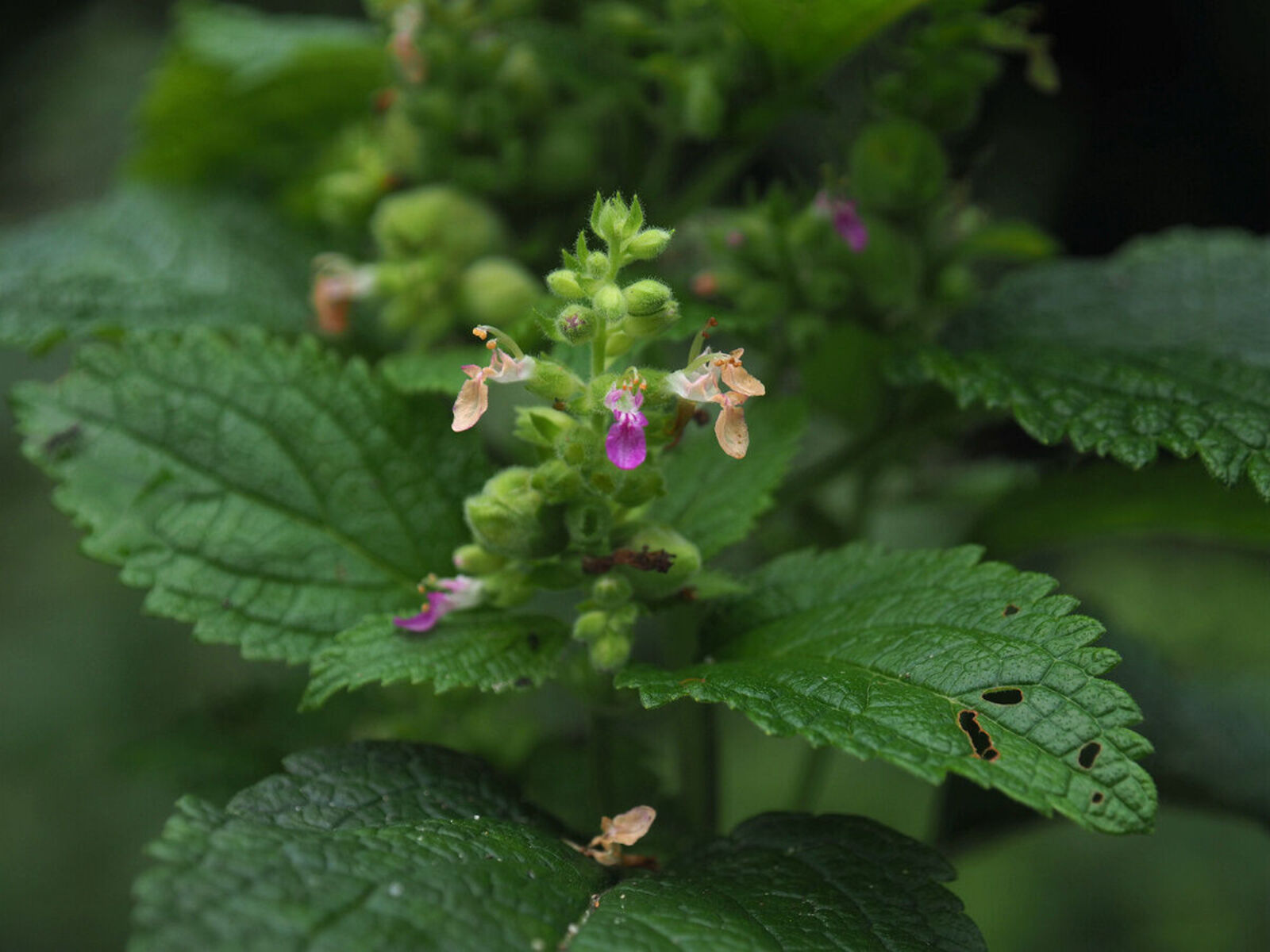 Teucrium viscidum Blume | Plants of the World Online | Kew Science