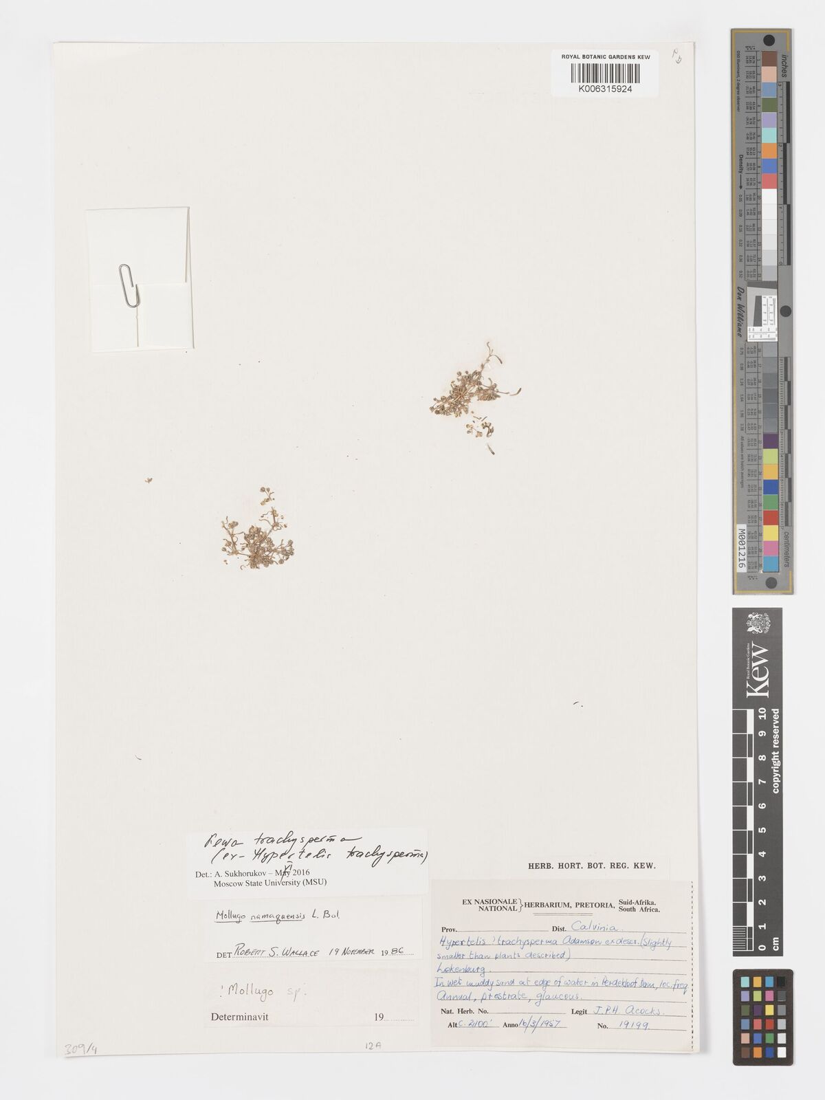 Kewa Christenh. | Plants of the World Online | Kew Science