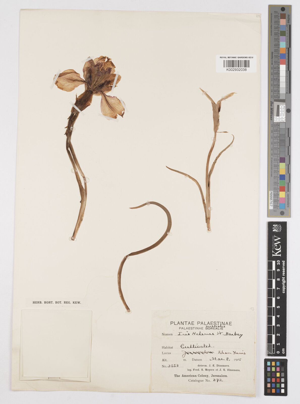 Iris mariae Barbey | Plants of the World Online | Kew Science