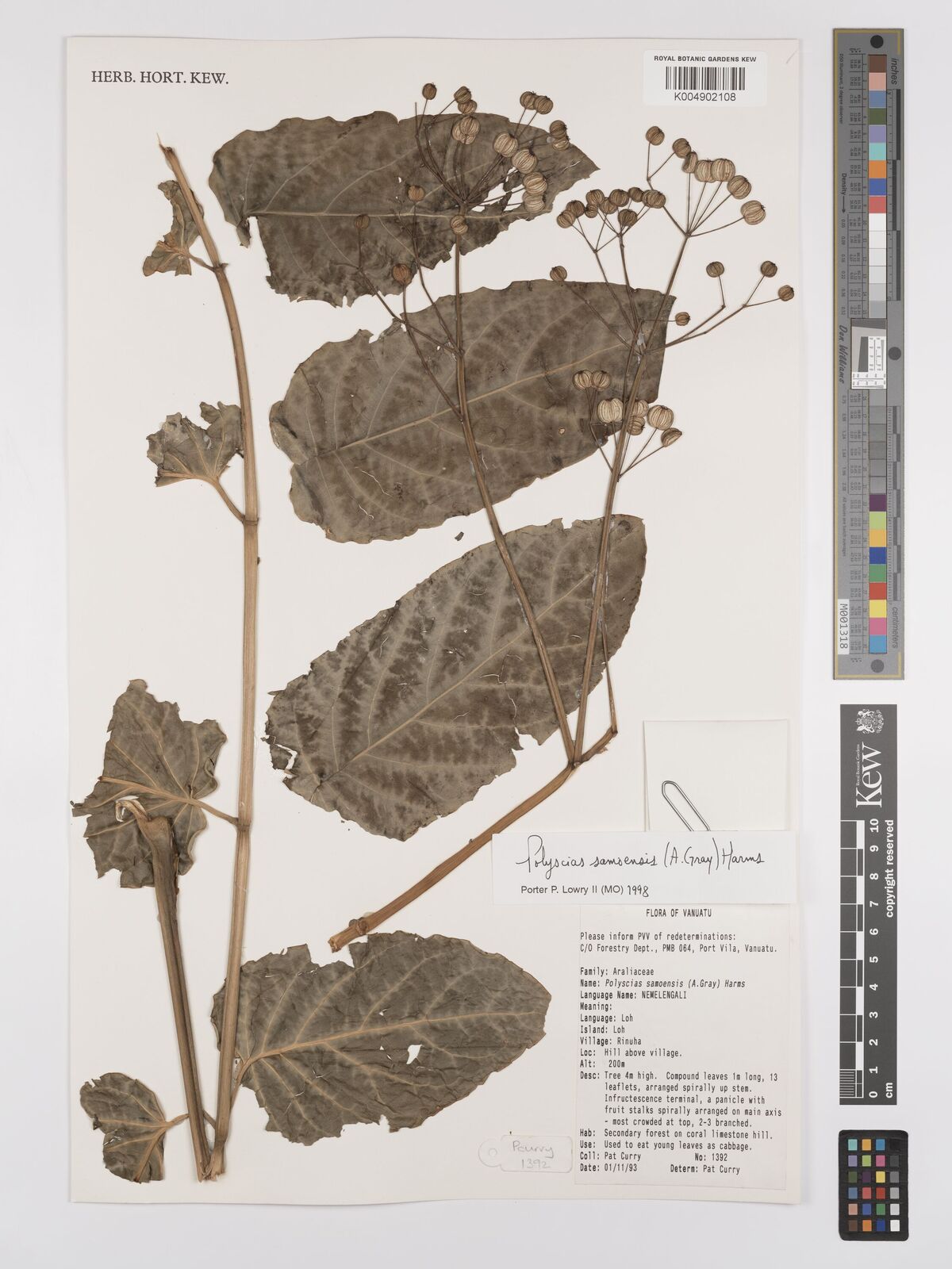 Polyscias samoensis (A.Gray) Harms | Plants of the World Online | Kew ...